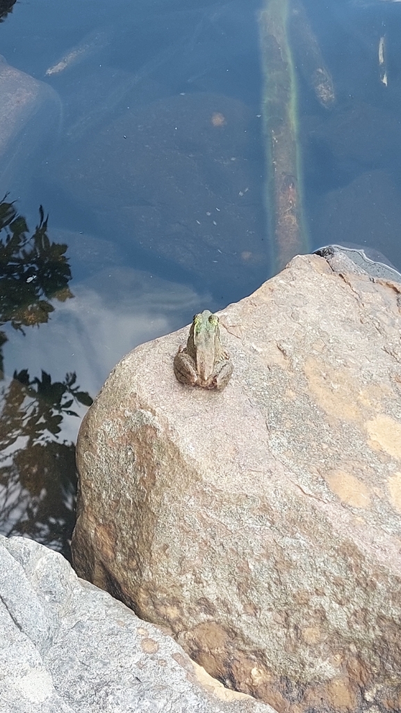 Green Frog from Municipio de Hardwick, Nueva Jersey, EE. UU. on August ...