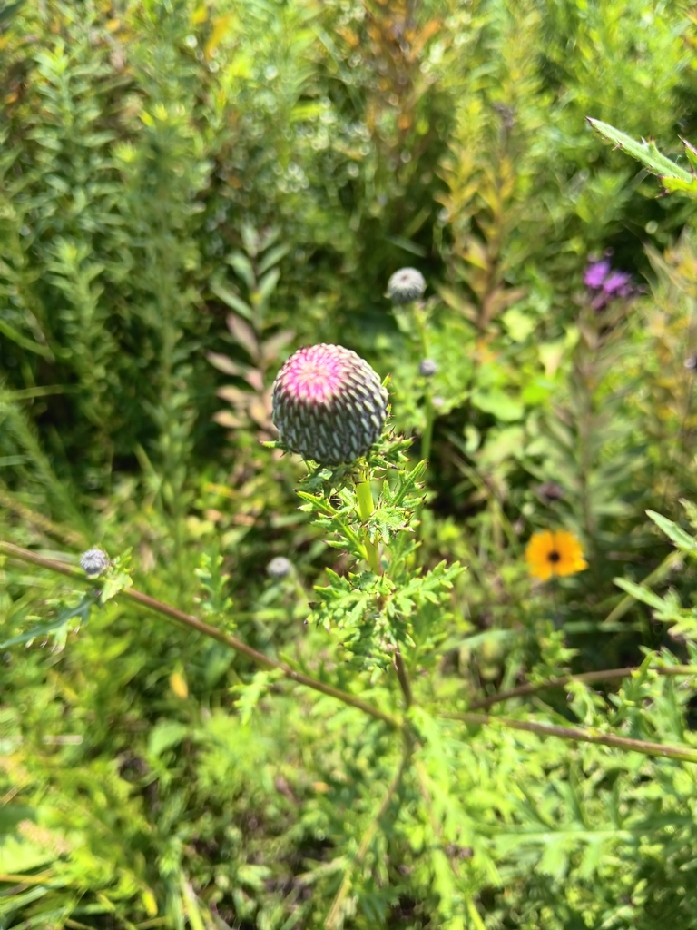 swamp thistle from Custer Township, IL 60481, USA on August 03, 2024 at ...