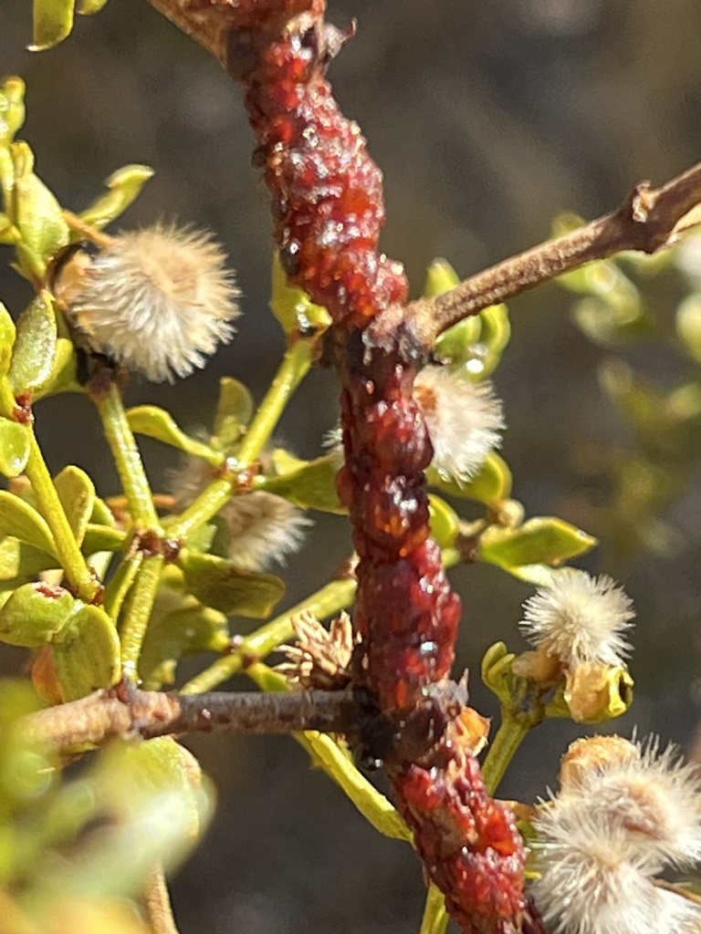 Creosote Lac Scale from Joshua Tree National Park, Desert Hot Springs ...
