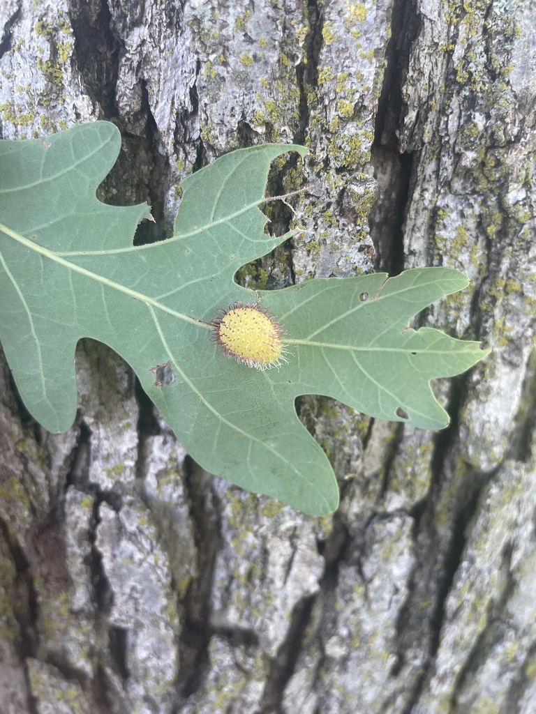 Hedgehog Gall Wasp from Normandy Dr, Iowa City, IA, US on August 5 ...