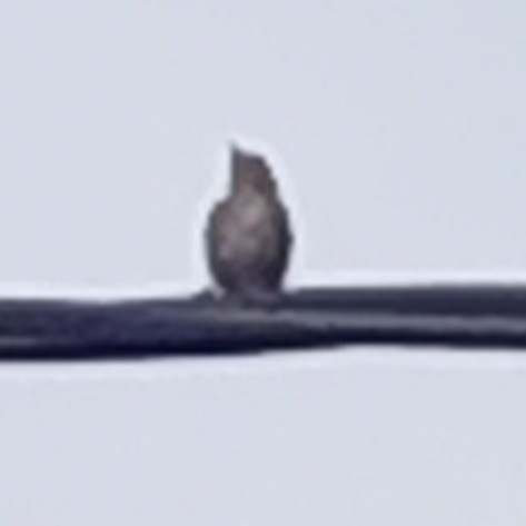 House Wren from Panamá, PA-PN, PA on August 1, 2024 at 07:37 AM by ...
