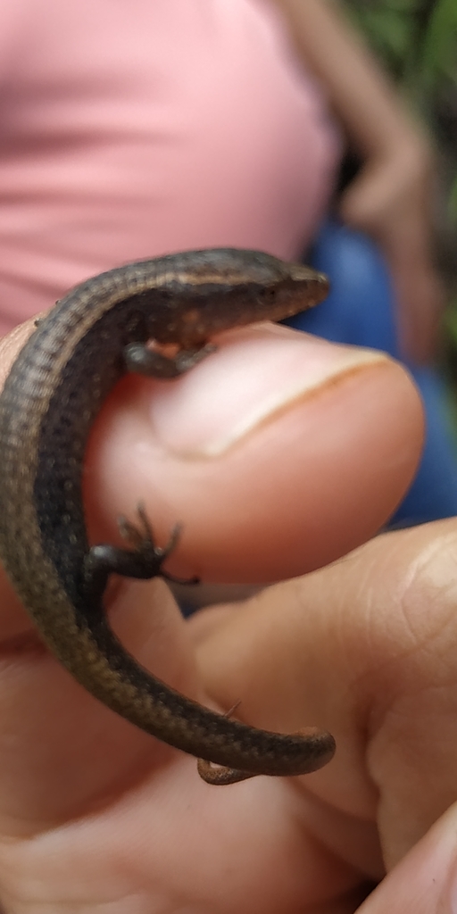 Daniel's Largescale Lizard in June 2019 by Juan Fernando Zapata ...