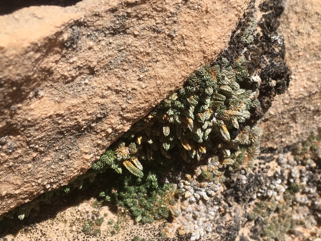 Utah Spikemoss from Washington County, UT, USA on April 22, 2019 at 01: ...