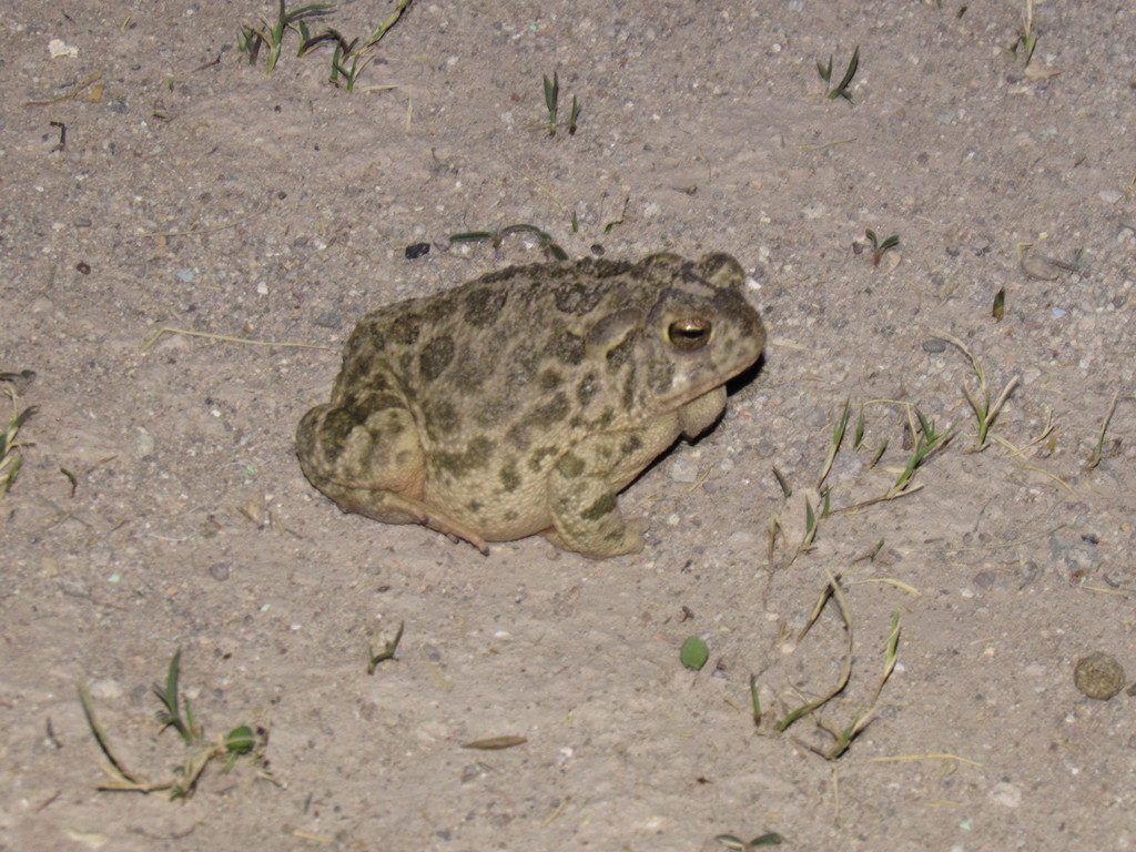 Great Plains Toad from Laguna de Palomas, Chih., México on June 5, 2019 ...
