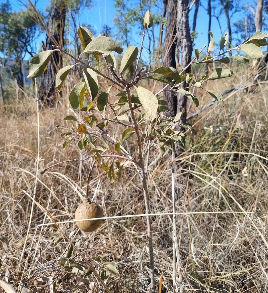 Native Pomegranate from Douglas QLD 4814, Australia on July 22, 2024 at ...