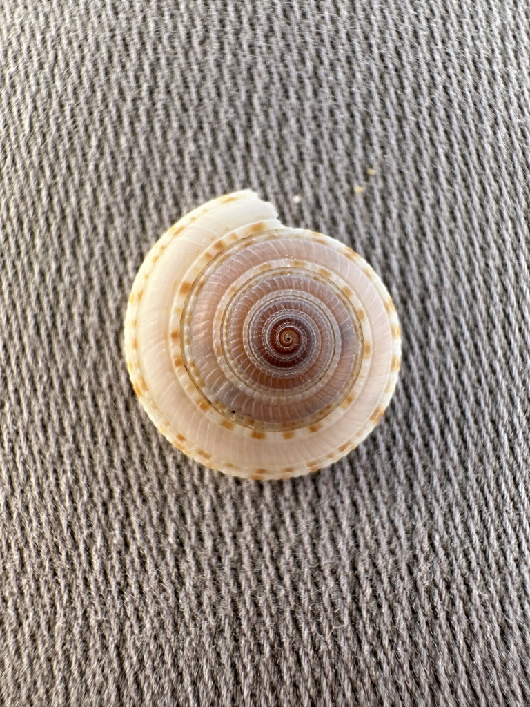 Architectonica perdix from Esplanade, Cairns North, QLD, AU on August 4 ...