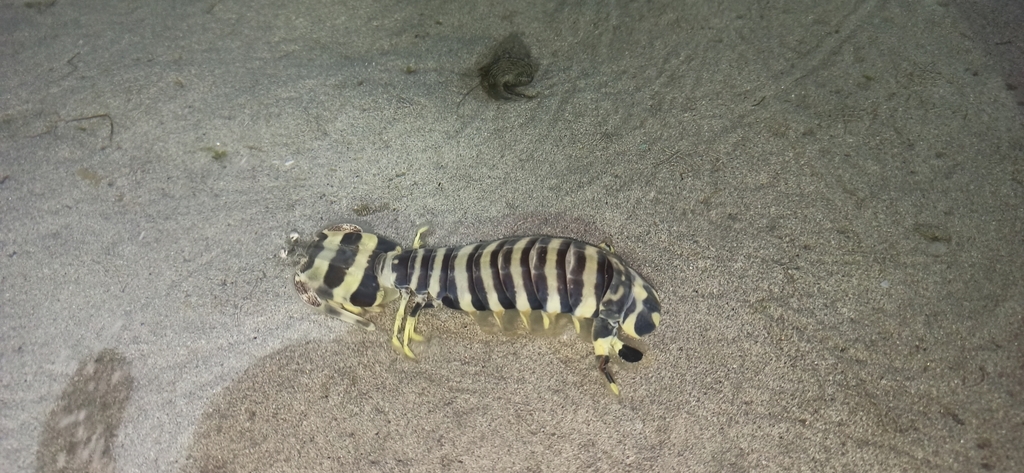 Tiger Mantis Shrimp from J6FC+937, Trincomalee, Šrí Lanka on August 05 ...