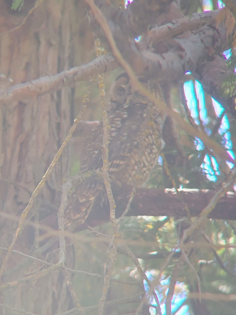 Spotted Owl in August 2024 by Annie Meyer · iNaturalist