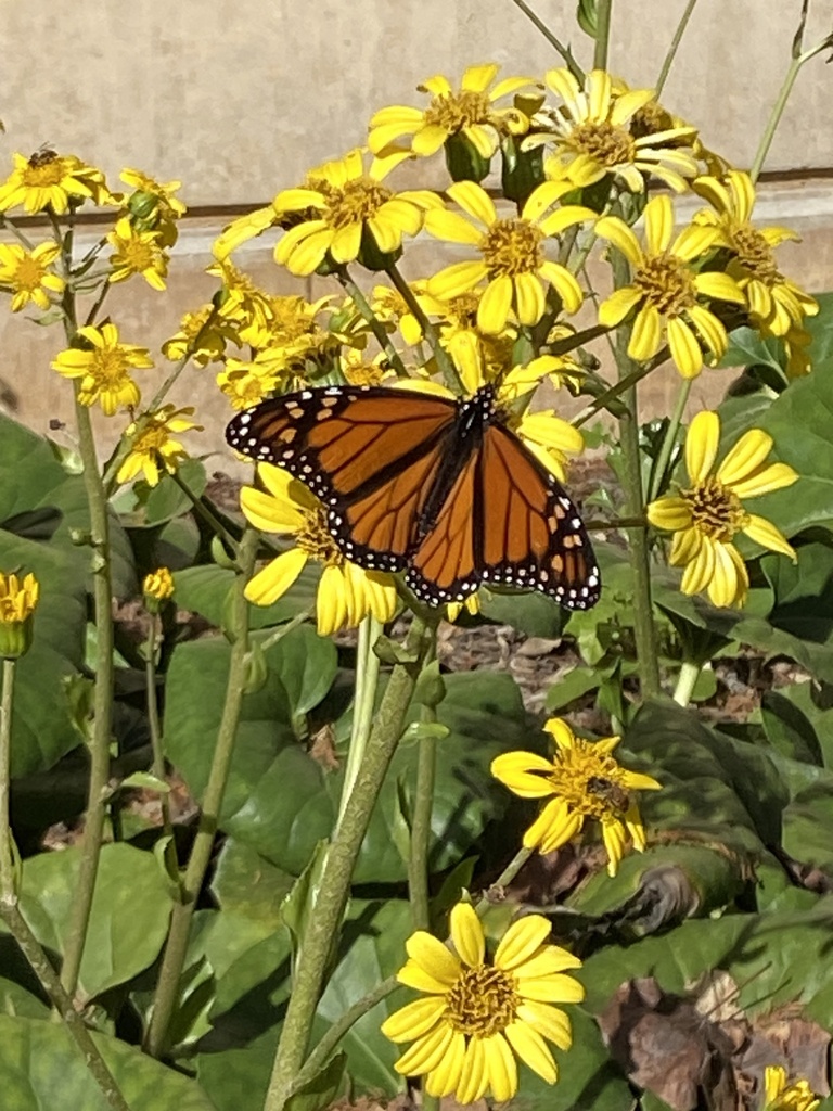 Monarch from Columbia River, Vancouver, WA, US on July 29, 2024 at 10: ...