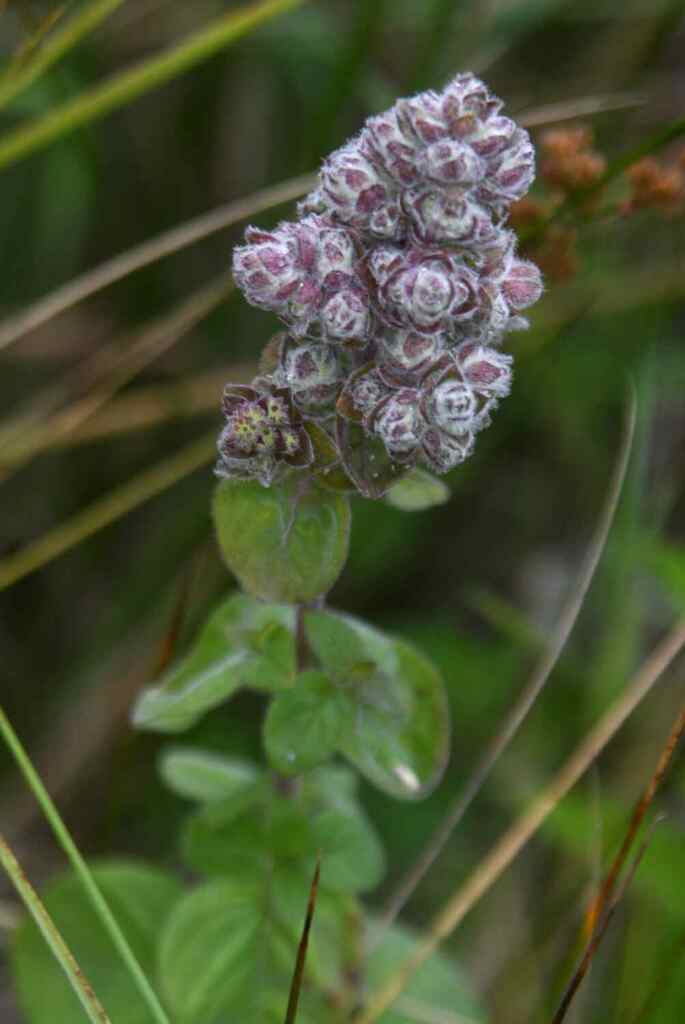 Aceria megacera from Dawlish Warren NNR, Dawlish, Devon, England on ...