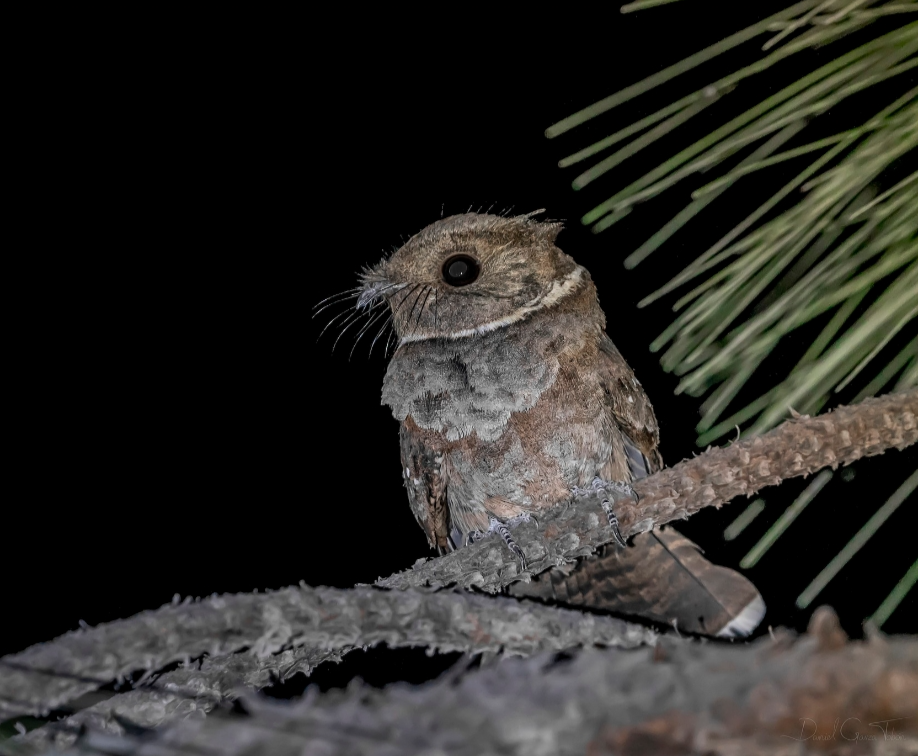 Eared Poorwill from San Sebastián del Oeste, Jal., México on February 28, 2021 at 11:45 PM by ...