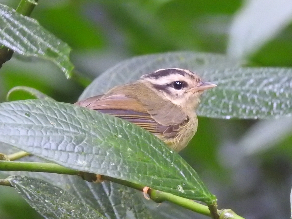 Costa Rican Warbler from Puntarenas Province, Monteverde, Costa Rica on ...