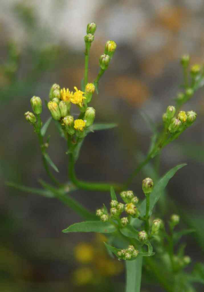 Sea Aster from Powderham Sand, Powderham, Devon, England on August 5 ...