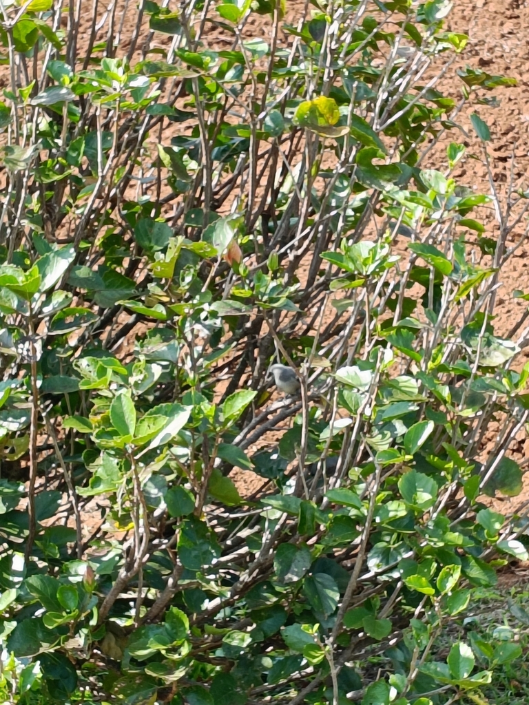 Mauritius Grey White-eye from QF8W+654, Moka, Mauritius on August 6 ...