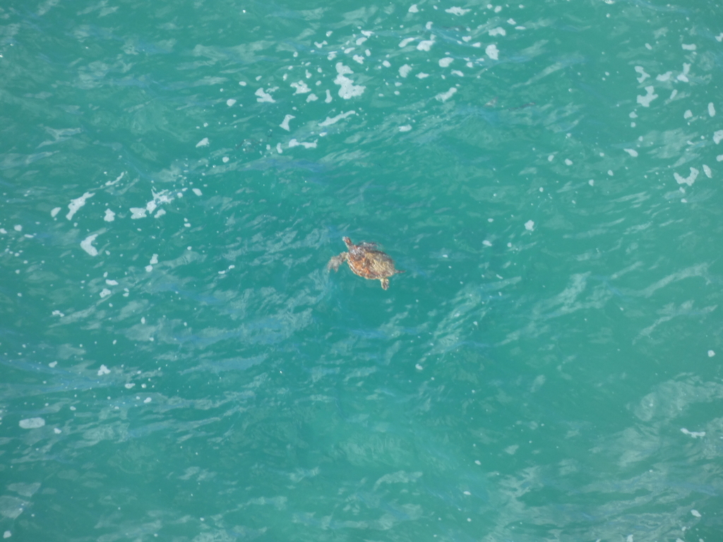 Green Sea Turtle from Byron Bay NSW 2481, Australia on August 6, 2024 ...