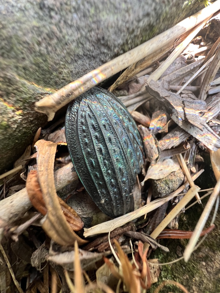 Carabus davidis from 广德市, 宣城市, 安徽省, CN on August 6, 2024 at 12:21 PM by ...