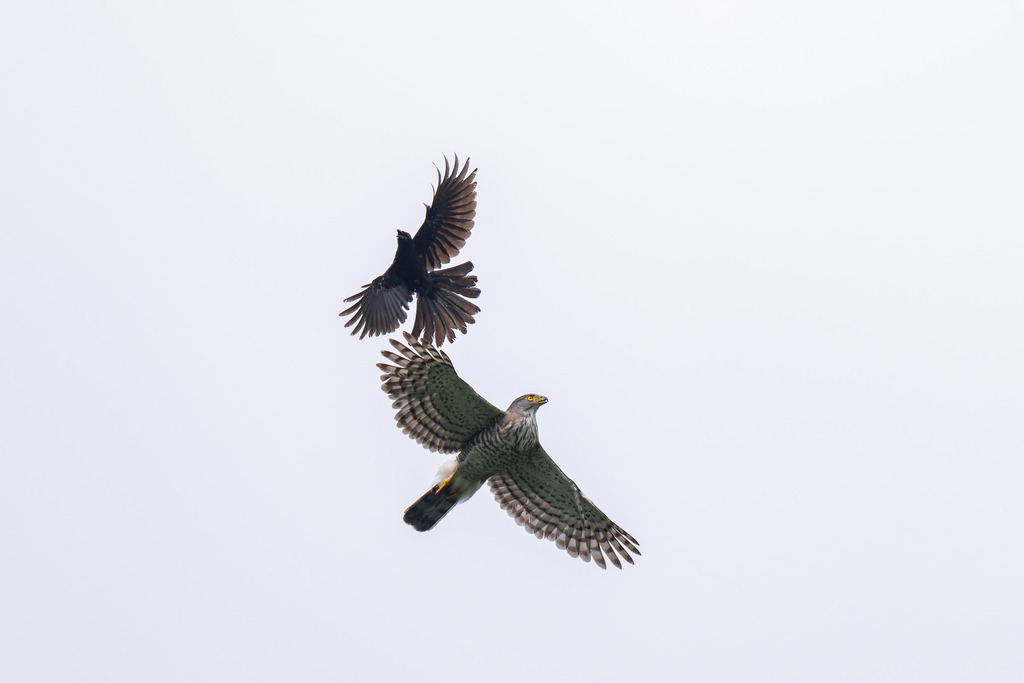 Birds from Hangzhou, Zhejiang, China on June 4, 2024 at 08:43 AM by ...