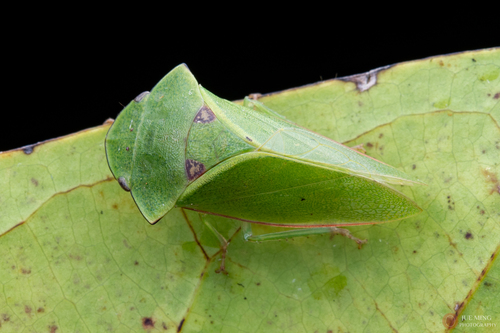 Genus Macrotrichia · iNaturalist