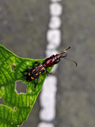 Género Baryrhynchus · iNaturalist Mexico