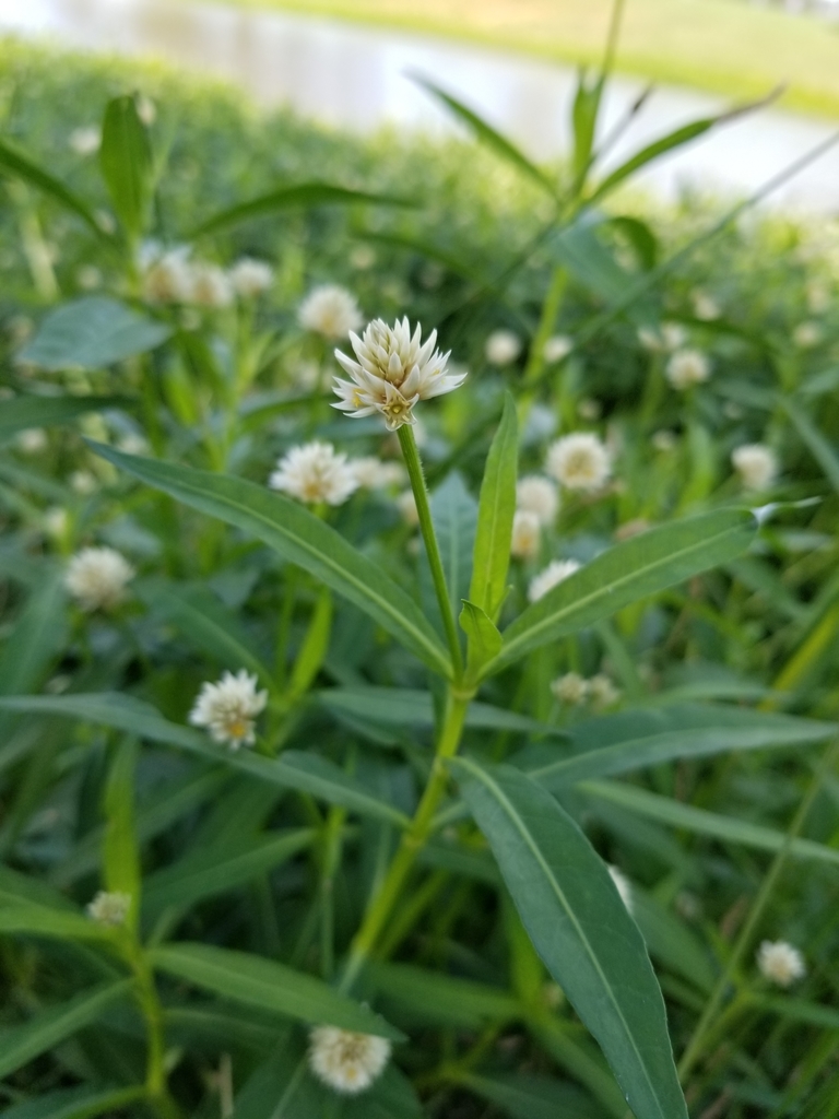 Alternanthera Philoxeroides