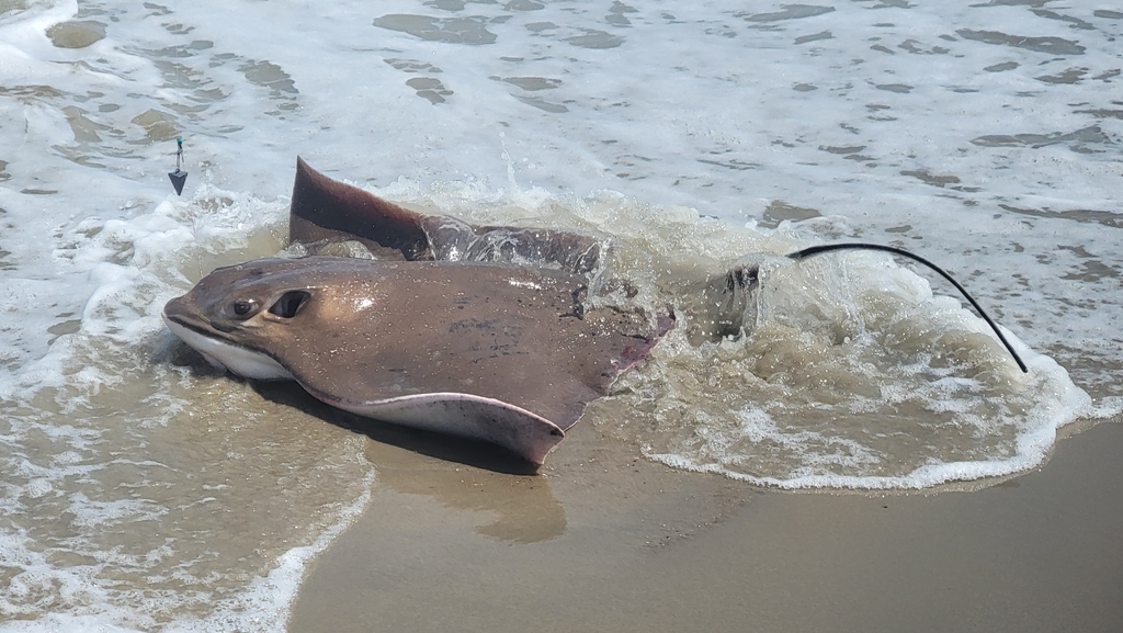 Bullnose Eagle Ray from Lewes, DE 19958, USA on August 5, 2024 at 02:27 ...