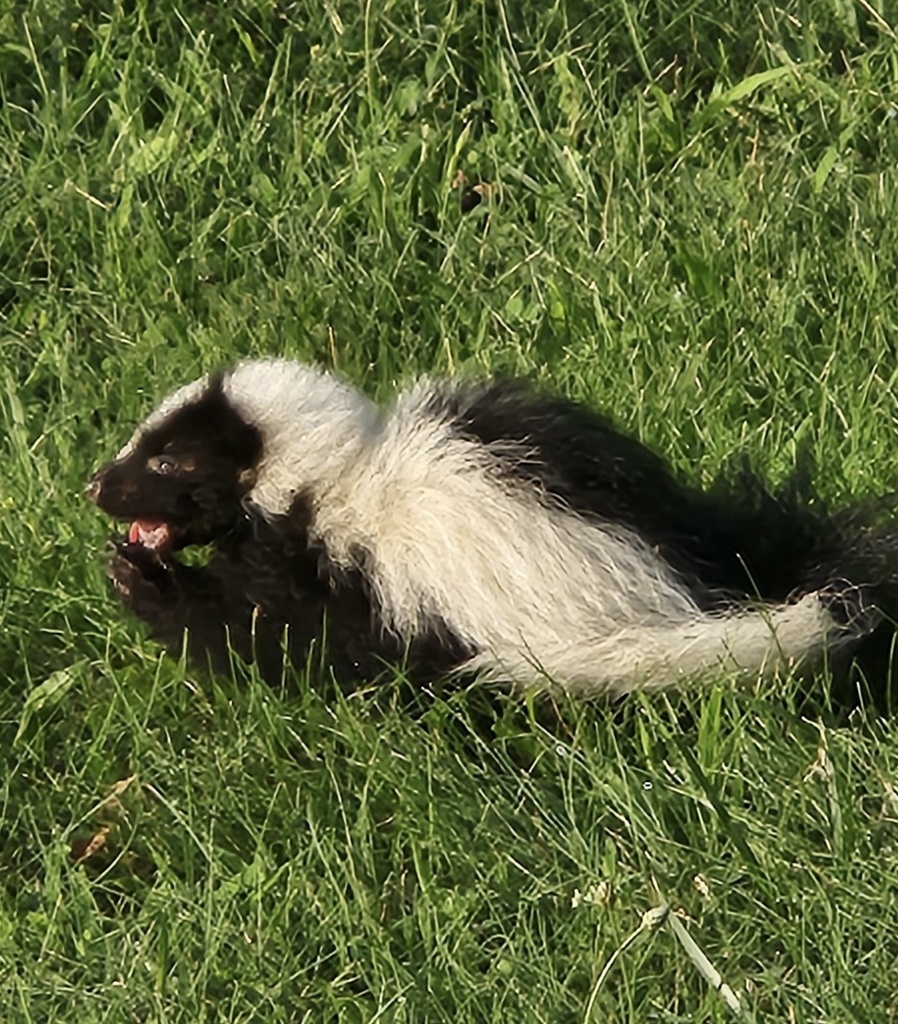 Striped Skunk from Detroit Zoo, Royal Oak, MI, US on August 4, 2024 at ...