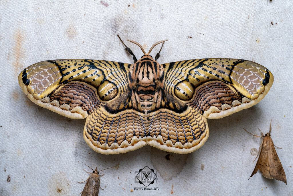 Hearsey's Owl Moth from 中国海南省乐东黎族自治县 on July 29, 2024 at 08:56 PM by ...