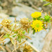 smooth tarplant (Subspecies Centromadia pungens laevis) · iNaturalist