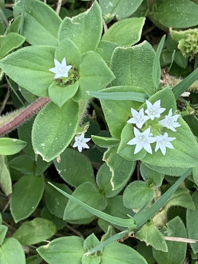 Florida Pusley from Sea Harbor Dr, Orlando, FL, US on August 6, 2024 at ...