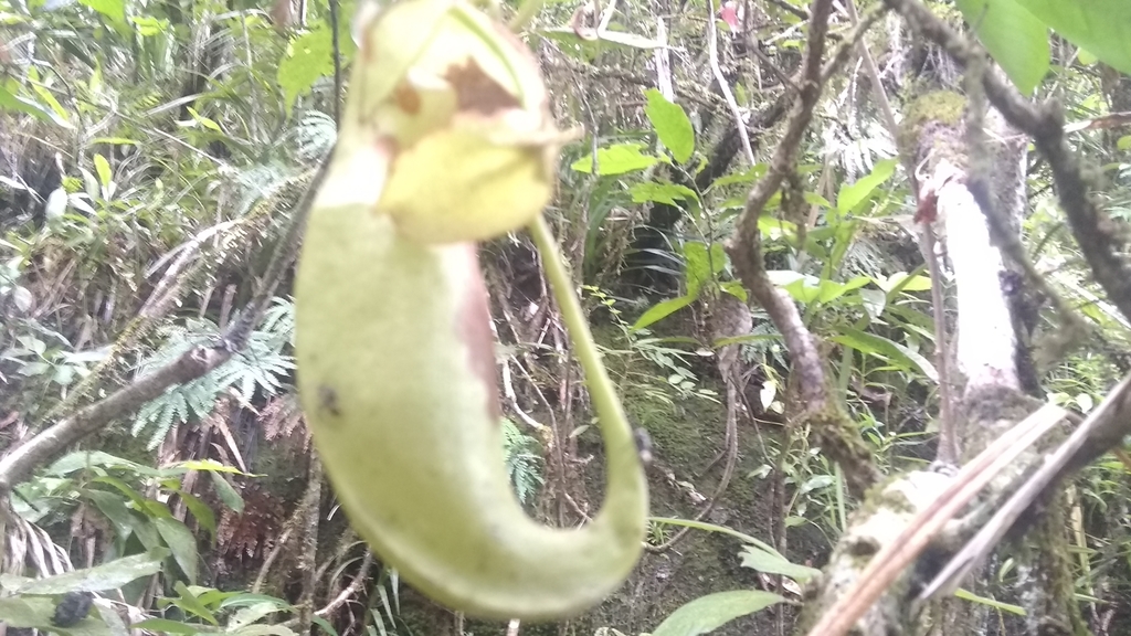 Common Swamp Pitcher-Plant from Ngiwal, PW on June 11, 2019 at 12:58 PM ...