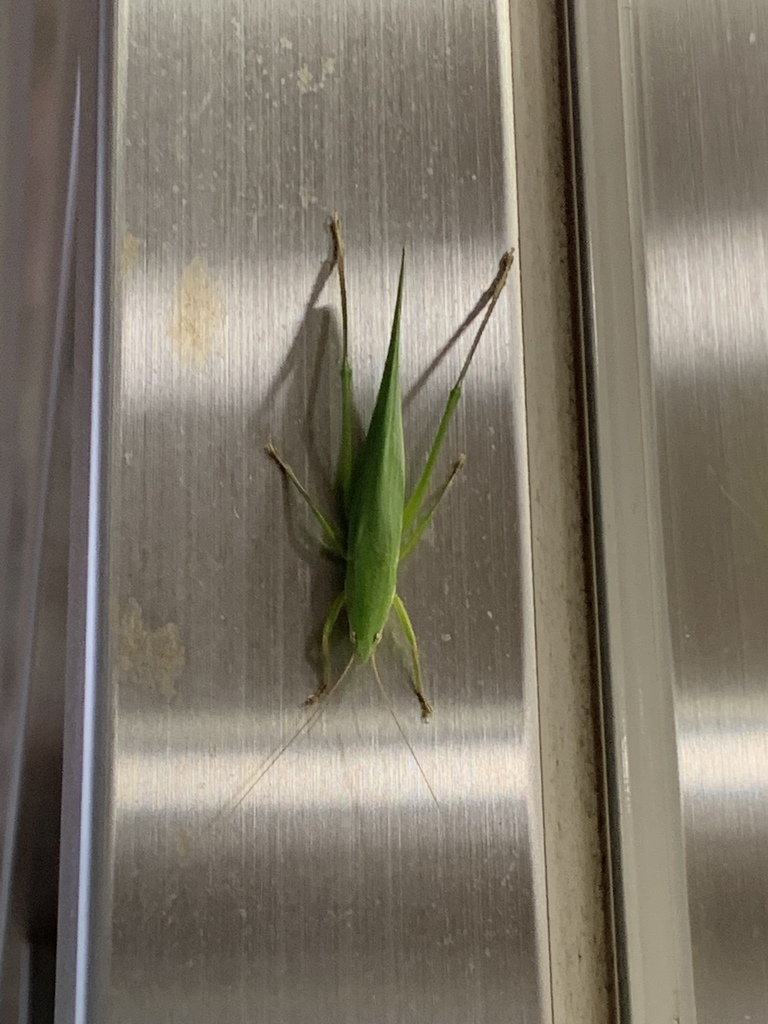 Euconocephalus Katydids from 東京都市大学 - 横浜キャンパス, 横浜市都筑区, 神奈川県, JP on June ...