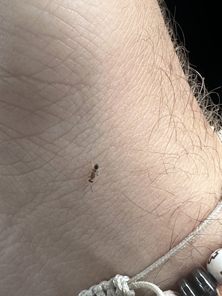 Chalcidoid Wasps from Puerto Rico, Cayey, PR, US on August 6, 2024 at ...