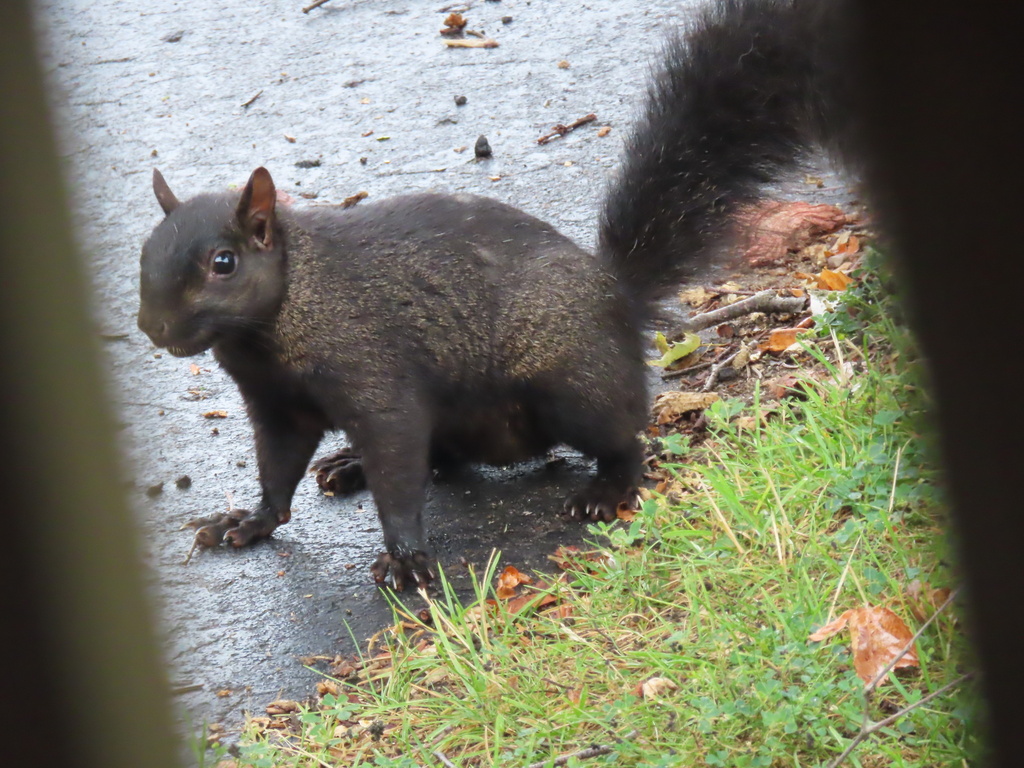 Eastern Gray Squirrel from Green St, Saugeen Shores, ON, CA on August 6 ...