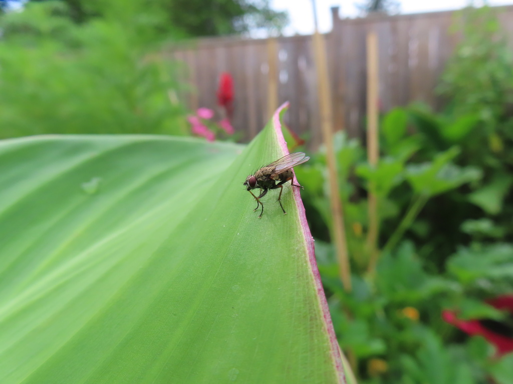 Common Tiger Fly from Green St, Saugeen Shores, ON, CA on August 6 ...