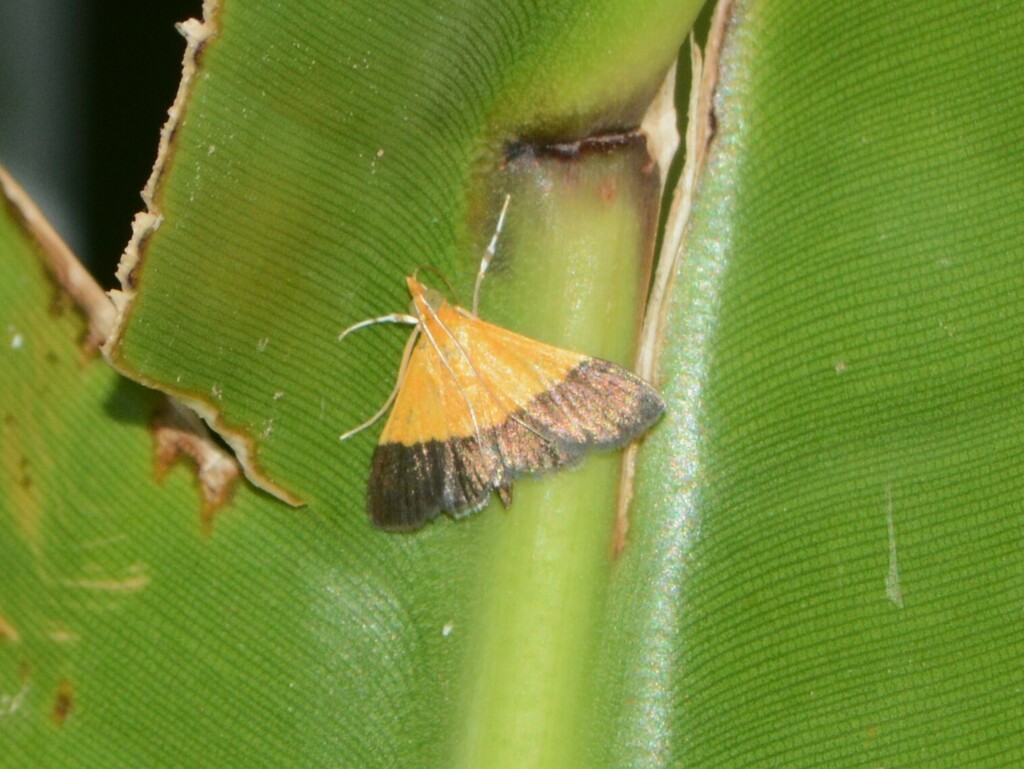 Pyrausta augustalis from Centro, 48400 El Tuito, Jal., Mexico on August ...