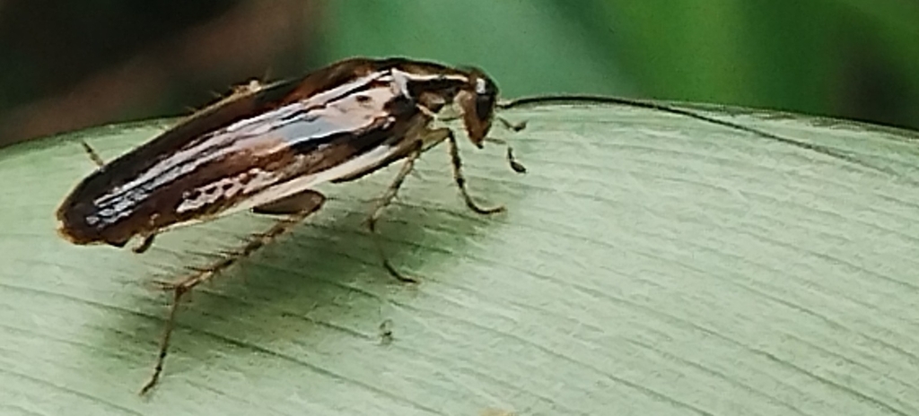 Anaplecta from Maquipucuna, vía Santa Marianita Santa Marianita ...