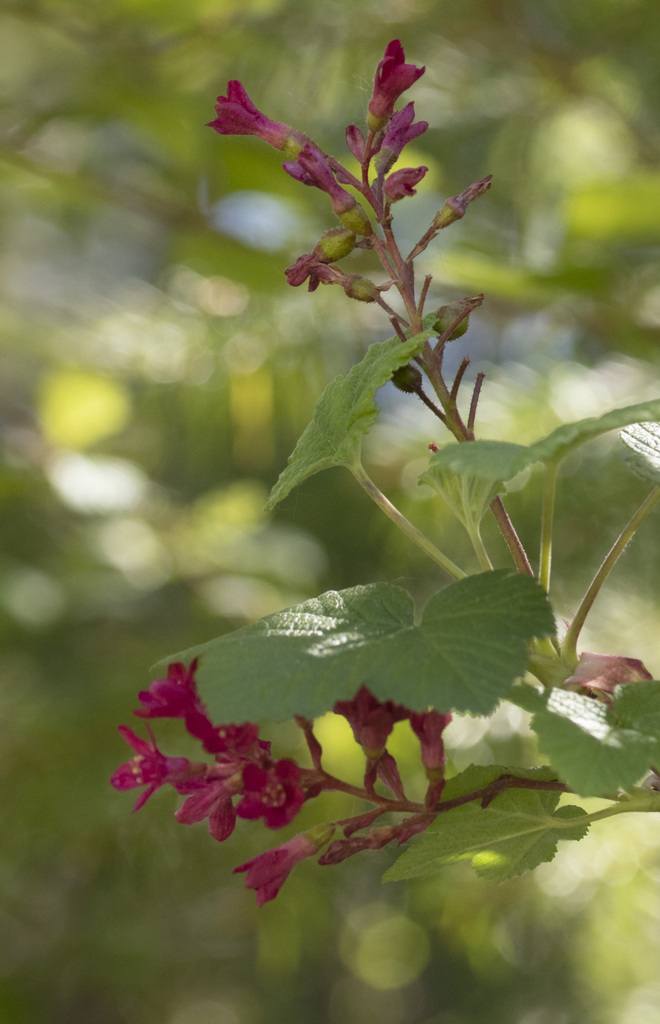 Red-flowering Currant from Cowlitz County, WA, USA on May 31, 2024 at ...
