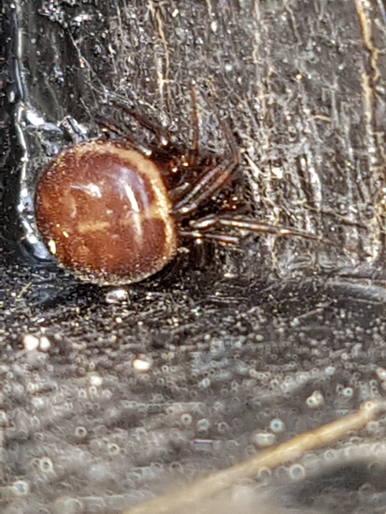 Boreal Combfoot from Woodbine BV @ Woodbrook WY SW, Calgary, AB T2W 5B5 ...