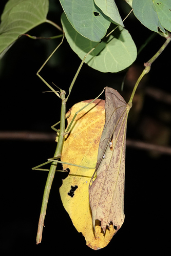 Ramulus rotundus · Naturalista Costa Rica