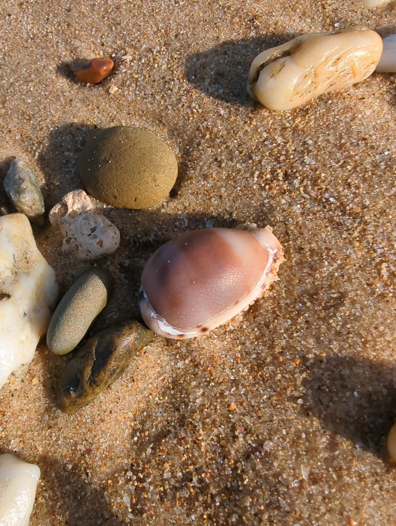 yellow-toothed cowrie from Bundagen NSW 2454, Australia on August 7 ...