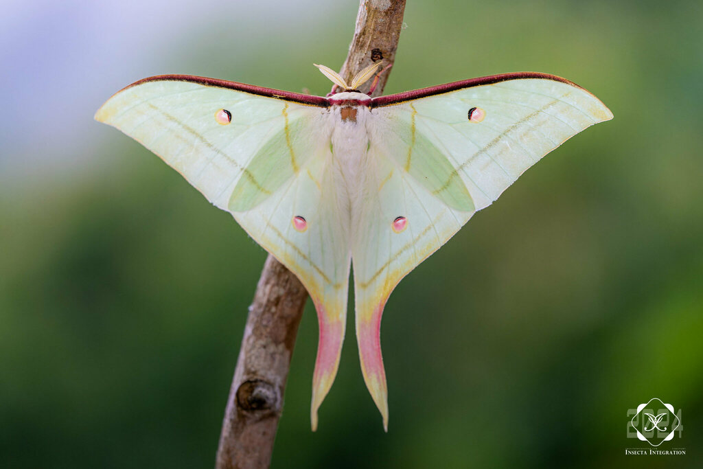 Chinese Moon Moth from 中国海南省乐东黎族自治县 on July 30, 2024 at 08:40 AM by ...