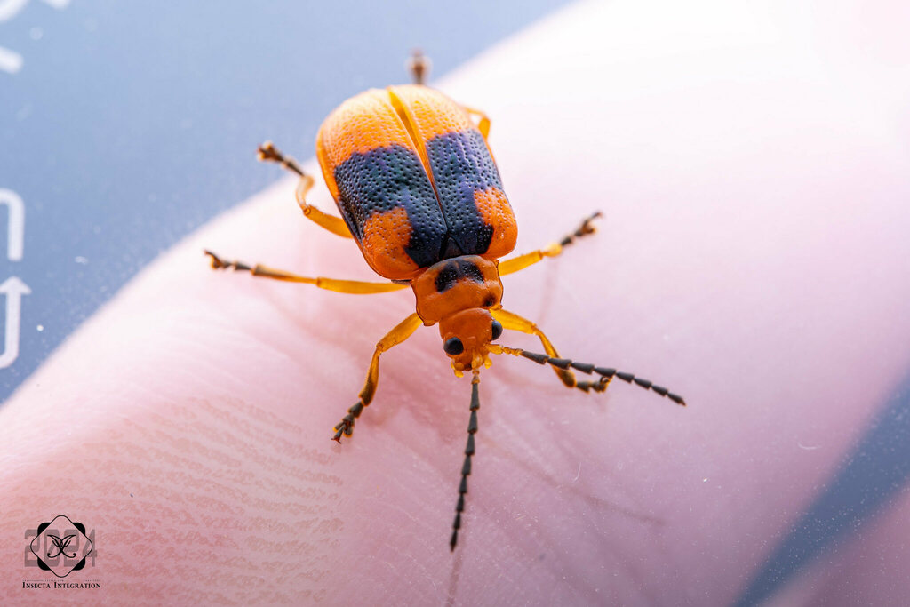 Aplosonyx from 中国海南省乐东黎族自治县 on July 30, 2024 at 07:05 PM by Winsten ...