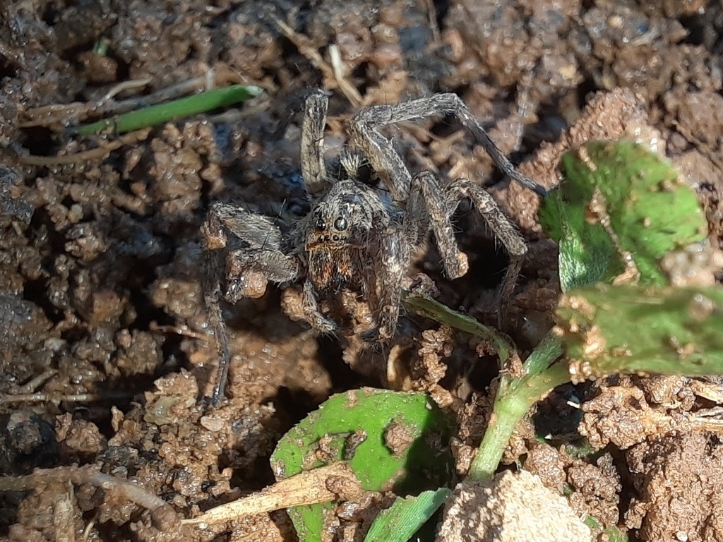 Lycosa erythrognatha from Itapira, SP, Brasil on August 6, 2024 at 04: ...