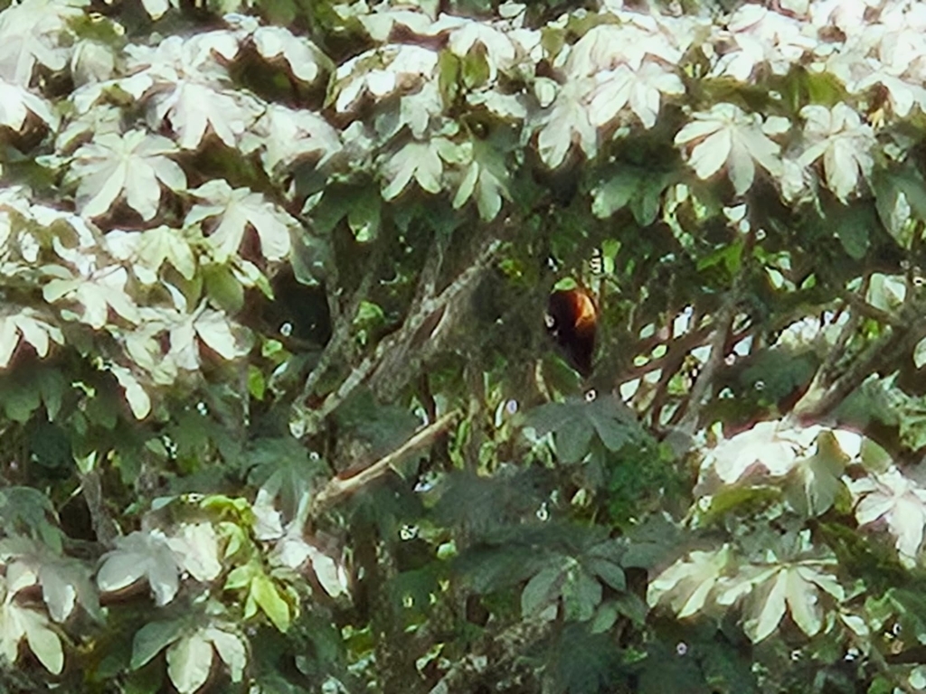 Colombian Red Howler Monkey from Filandia, Quindio, Colombia on August ...