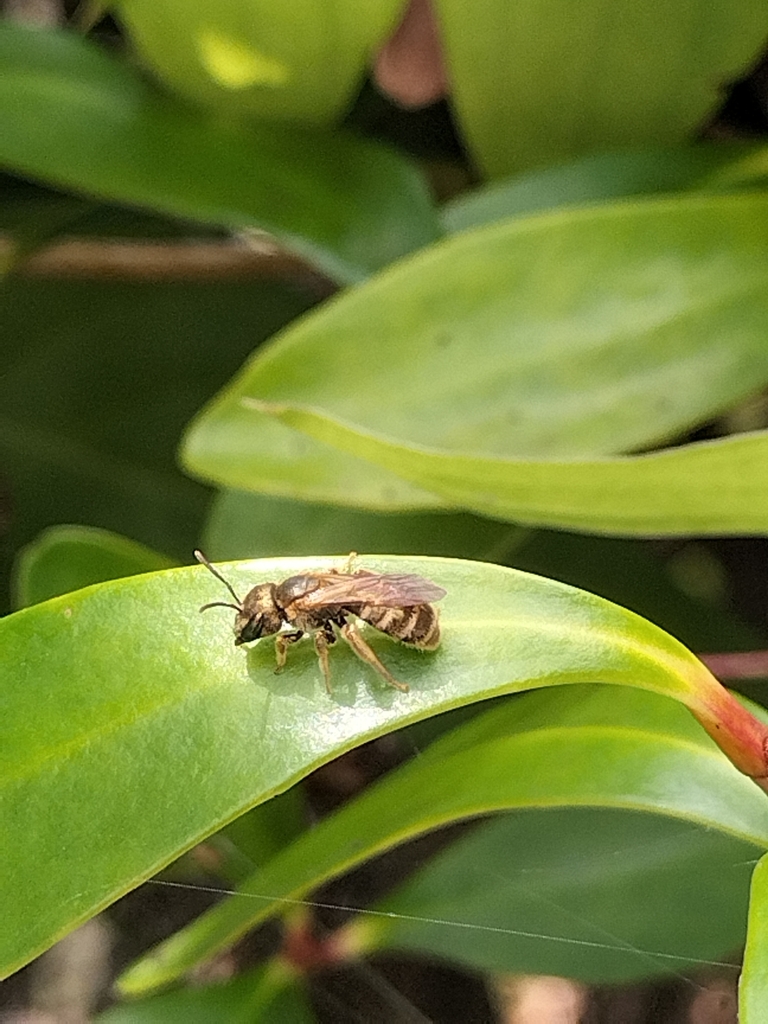 Coppery Metallic-Furrow bee from 日本、〒525-0058 滋賀県草津市野路東 on August 07 ...