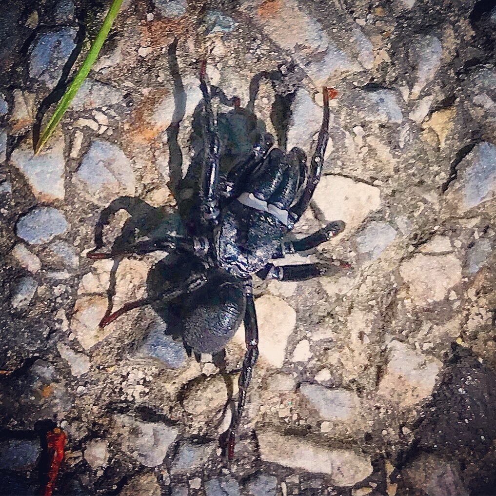 Black Purseweb Spider from White Clay Creek State Park, Newark, DE, US ...
