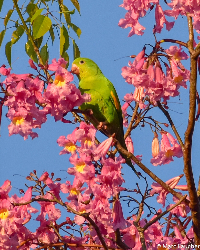 Yellow-chevroned Parakeet from Canindeyú Department, Paraguay on August ...