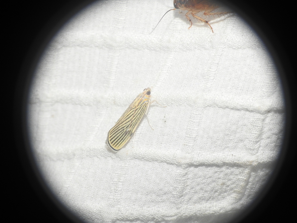 Tyspanodes linealis from Dev Mogra, Gujarat, India on July 28, 2024 at ...