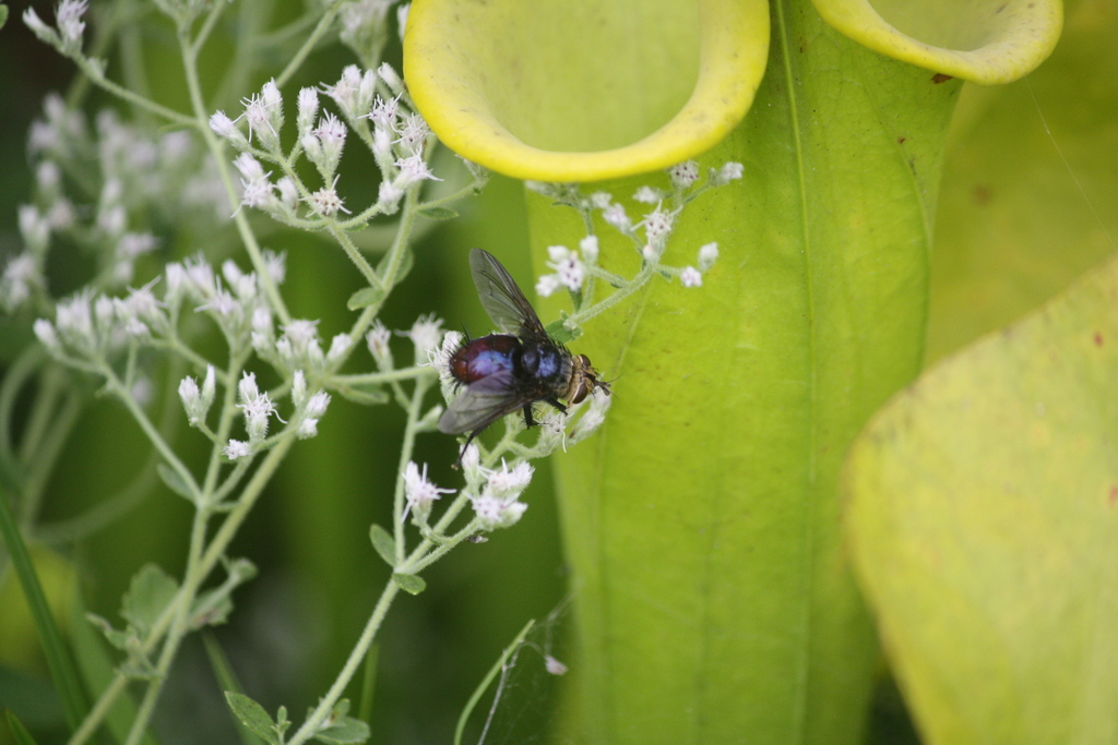 Archytas metallicus in August 2024 by Michael Cole Corley · iNaturalist