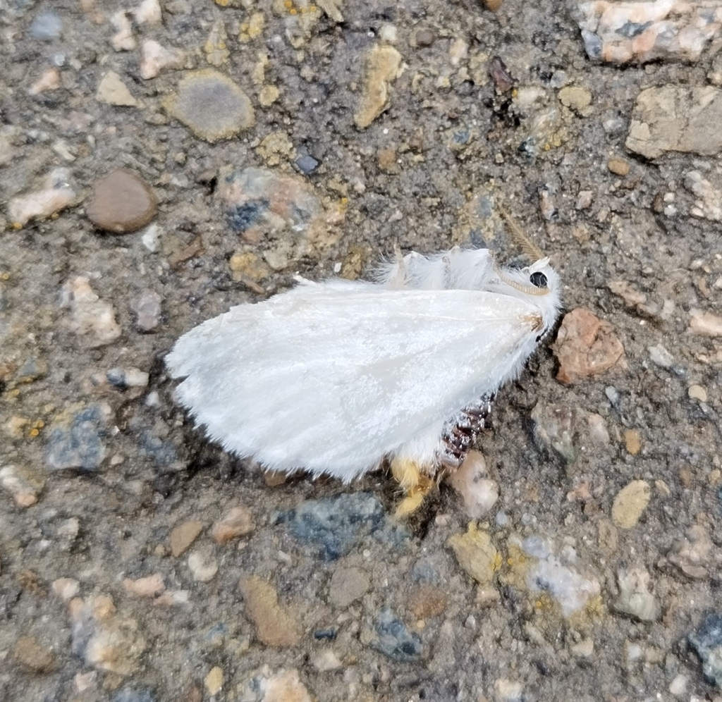 Swan Moth from Post Office, North Holmwood, Dorking RH5 4HH, UK on ...